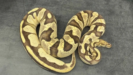 Fire, Orange Dream, 100% Het Zebra Ball Python by Aura