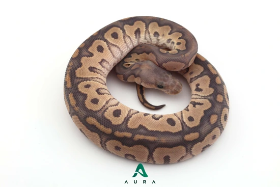Black Pastel Clown Hypo 100% Het Desert Ghost Ball Python by Aura