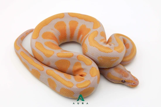 Black Head Lavender Albino 100% Het Pied Ball Python by Aura