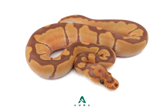 Clown Ultramel Ball Python by Aura