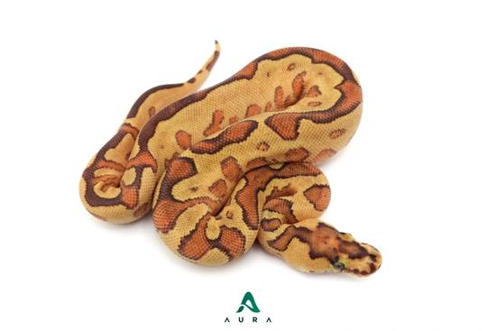 Enchi Fire Yellow Belly Clown 100% Het Pied Ball Python by Aura