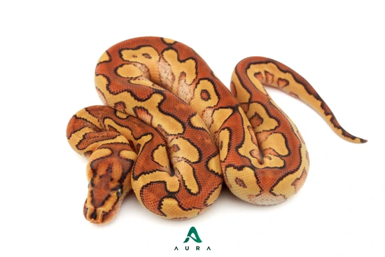Enchi Special Yellow Belly Clown Ball Python by Aura