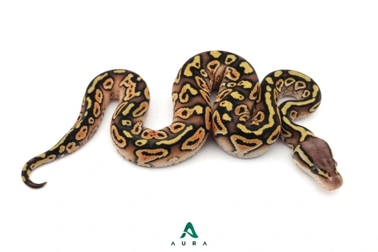 Hurricane Lace Pastel Special 100% Het Clown Ball Python by Aura