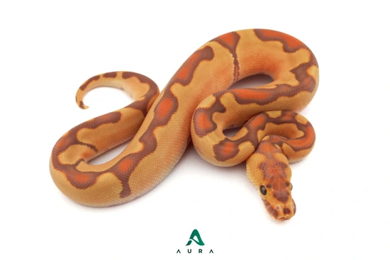 Enchi Clown Ultramel Ball Python by Aura