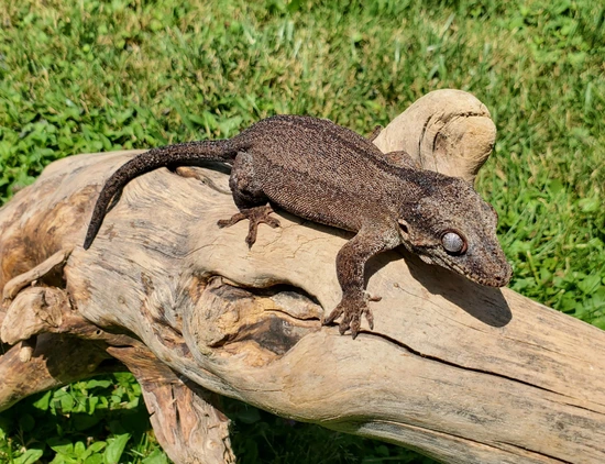 Unique Red Adult Female Gargoyle Gecko by Dezi's Exotics
