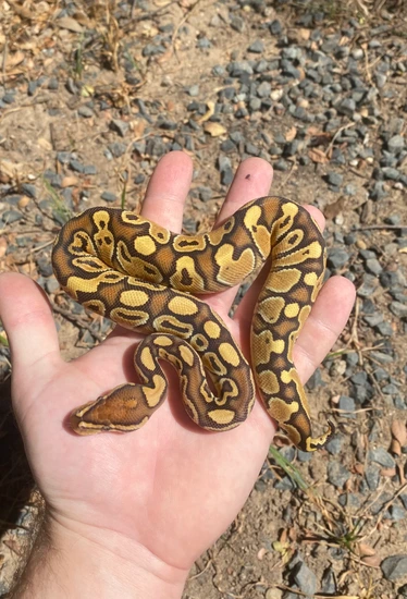 Trojan Special Het Clown Ball Python by Austin's Ball Shack