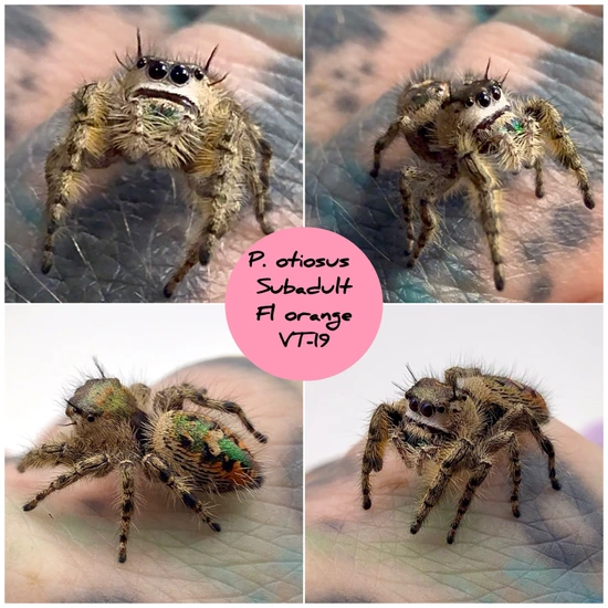 Phidippus Otiosus Presumed Female Jumping Spider by Jumping Junction