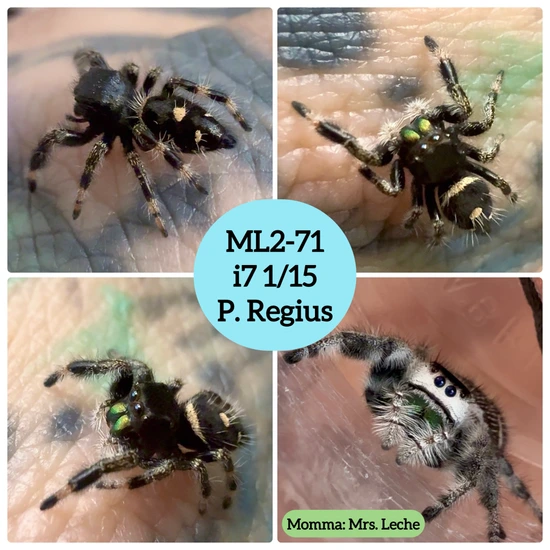 Oreo Line Regius Male Jumping Spider by Jumping Junction