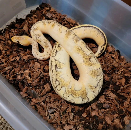Super Pastel Enchi Champagne Ball Python by Modern Age Dinos