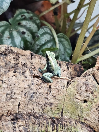 Phyllobates Terribilis - Mints Dyeing Dart Frog by Avalon Exotics