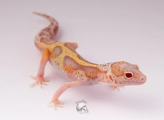 White And Yellow Mack Snow Tremper Eclipse Leopard Gecko by ...