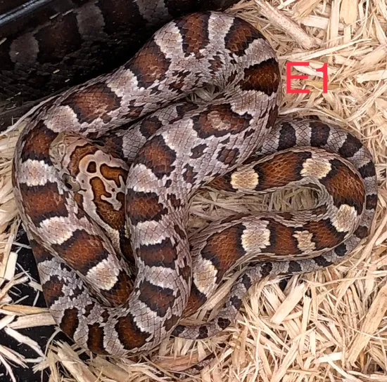 Normal Het Creamsicle Corn Snake by ABColubrids
