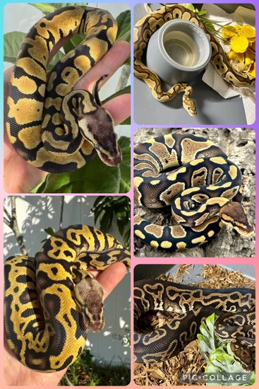 Collection Sale!! 30 Ball Pythons, Racks & Rodent Breeding Setup by ...