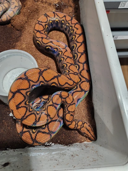 Proven High Red BRB Brazilian Rainbow Boa by Falls View Reptiles