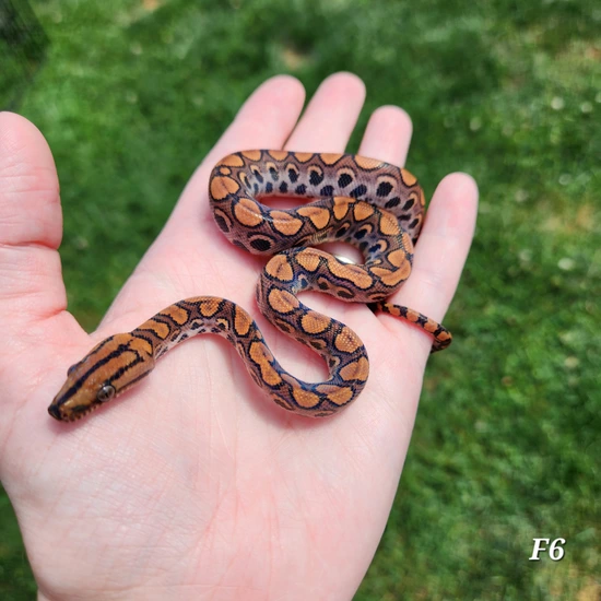 High Color Female Brazilian Rainbow Boa by Falls View Reptiles