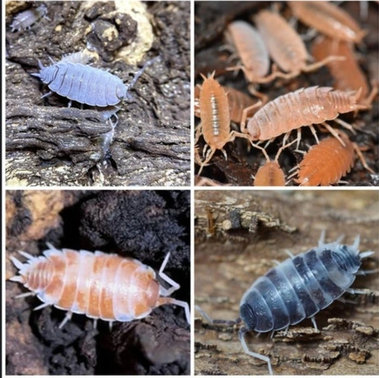 50+ Powder Mix (Porcellionides Pruinosus) Isopod by Falls View Reptiles