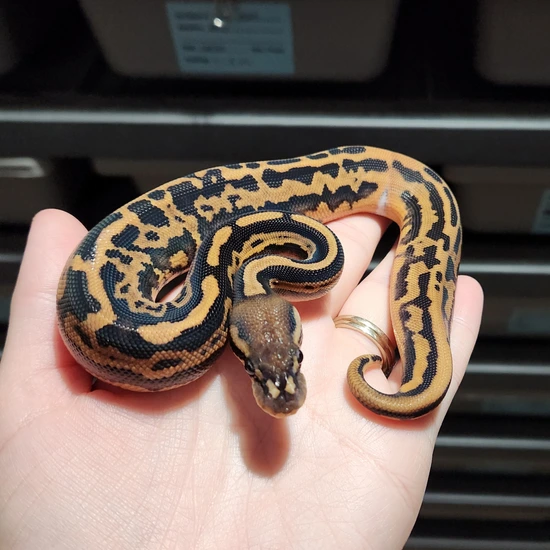 1.1 Pair- YOU PICK! (Read Description) Ball Python by Falls View Reptiles