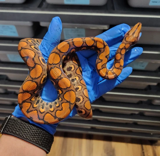 Orange/ Red Male Brazilian Rainbow Boa by Falls View Reptiles