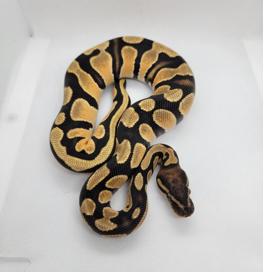 5 Female OD DG/Pied Group Ball Python by AW Reptiles