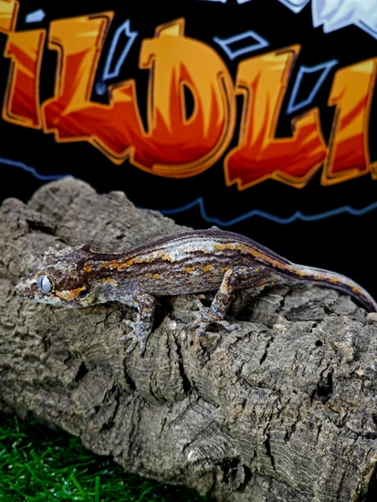 Chilli X Ginger Gargoyle Gecko by Axell's Wildlife