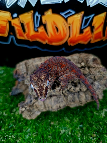 First 48 X Ember Gargoyle Gecko by Axell's Wildlife