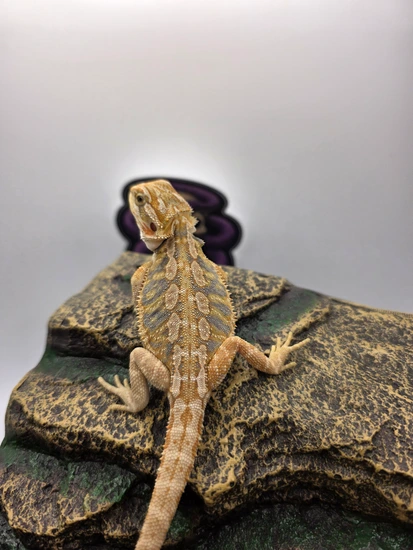 Hypo Leatherback Blue Bar Central Bearded Dragon by The Devils Den