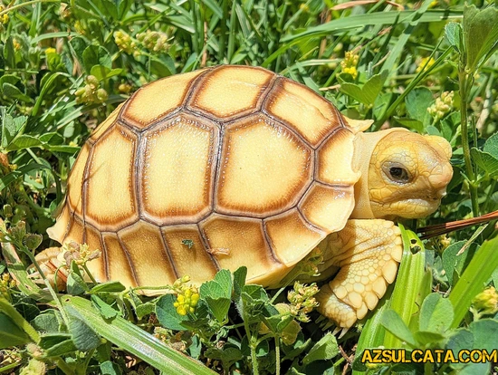 Sulcata Hatchlings - FULL YEAR Health Guarantee! Sulcata Tortoise by ...