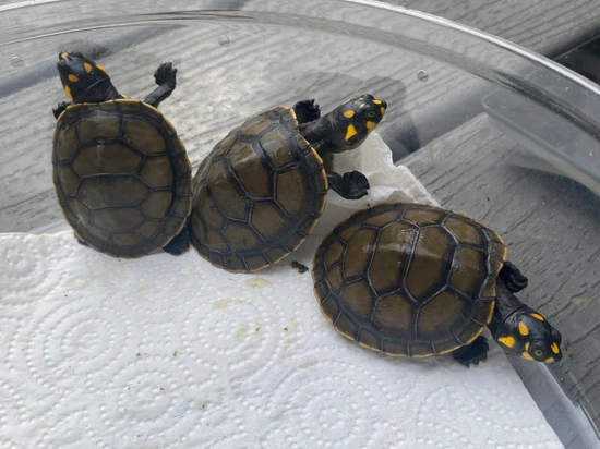 FL SALES ONLY - Yellow Spotted Amazon River Turtles More Turtle by Brew ...