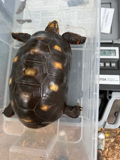 Female Adult Redfoot Tortoise Red-Footed Tortoise by Brew Crew Turtle Bar