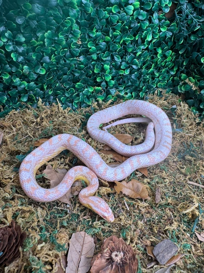 Pink Coral Snow Corn Snake by Tarzann Exoticz
