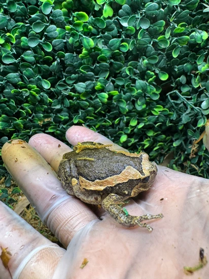 Chubby Frog Other Frog by Tarzann Exoticz