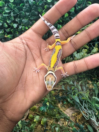 Leopard Geckos by Tarzann Exoticz