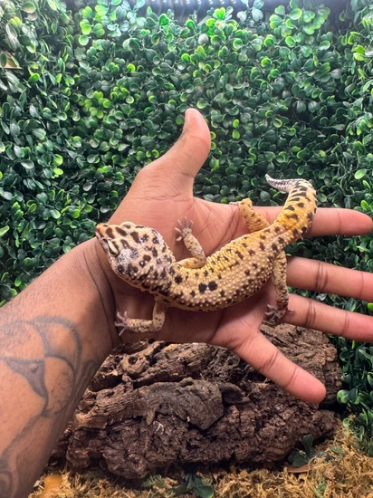 Leopard Gecko by Tarzann Exoticz