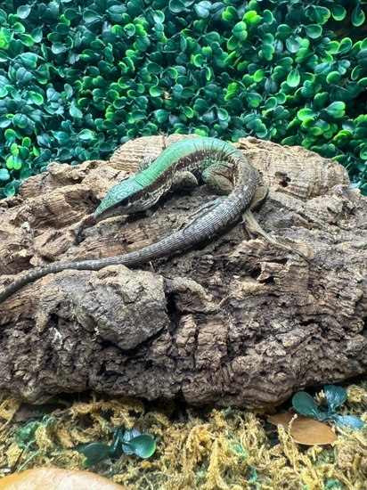 Giant Green Ameiva Whiptail Lizard by Tarzann Exoticz