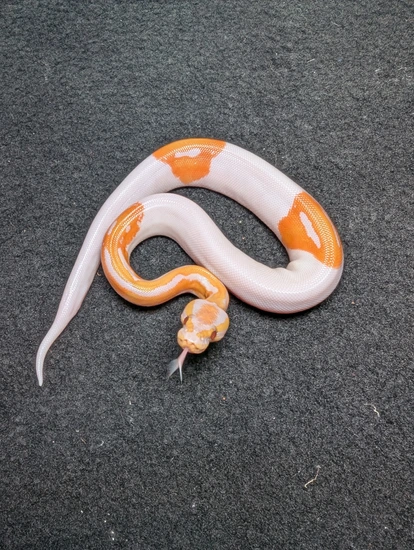 Dreamsicle Lavender Albino Piebald Ball Python by Backfoot Reptiles