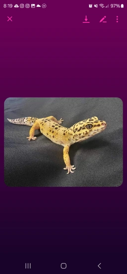 'Felipe' Adult Male Normal Leopard Gecko by Badgerland Reptile Rescue