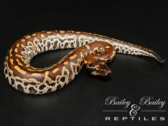Wrought Iron #1 Blood Python by Bailey & Bailey Reptiles