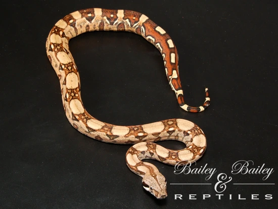 Double Het Blood Sharp Albino #1 Boa Constrictor by Bailey & Bailey ...