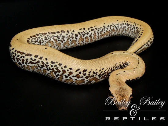 Pixel Het Pale Grey #2 Blood Python by Bailey & Bailey Reptiles