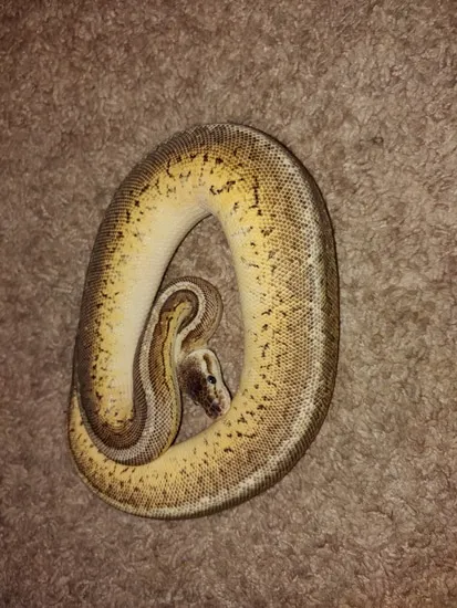 Cinnamon Pastel Pinstripe Ball Python by C And J Reptiles