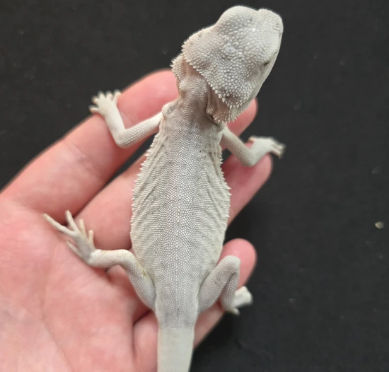 Hypo Zero Leatherback 50% Het Translucent Central Bearded Dragon by WeePets