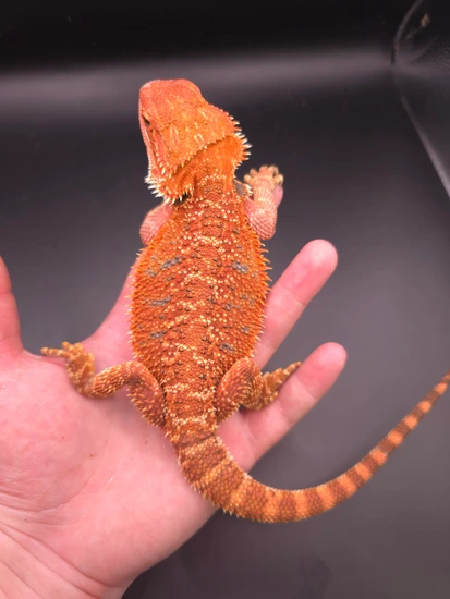 2025 Female Red Monster Spanish Red Cross Central Bearded Dragon by WeePets