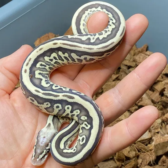 Pastel Butter Redstripe Leopard Het Clown Het Pied Ball Python by Blue ...