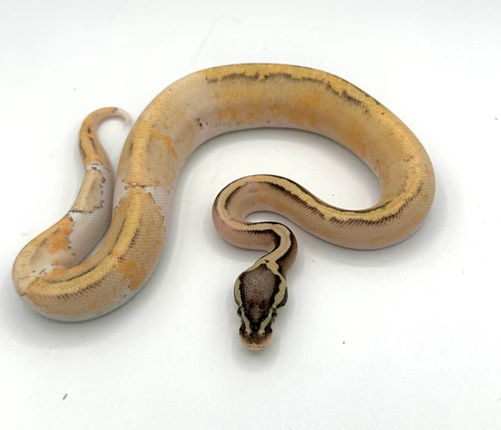 Killer Yellow Belly Fire Poss Orange Dream Pied Ball Python by Blue ...