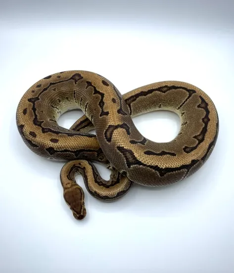 Pinstripe Het Sunset Ball Python by Ball Brilliance