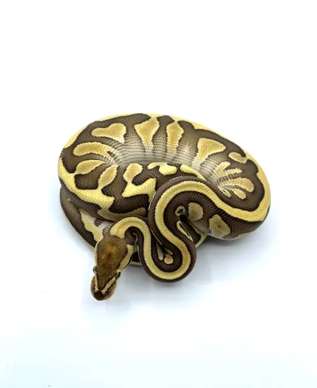 Butter Leopard Het Clown Ball Python by Ball Brilliance