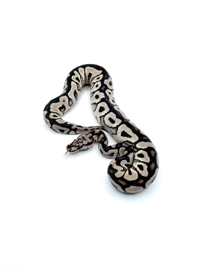 Spotnose Axanthic Tsk Clown Ball Python by Ball Brilliance