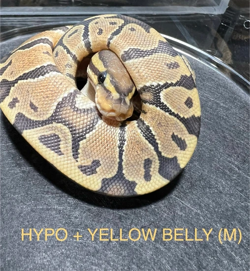Hypo + Yellow Belly Ball Python by Ball-Headz Royal Morphs
