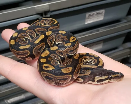 Black Pastel Dinker Het Pied FREE SHIPPING! Ball Python by Ball-Mart