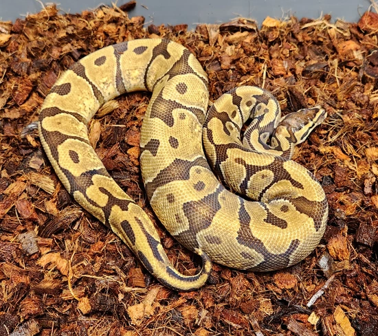Enchi Dinker FREE SHIPPING! Ball Python by Ball-Mart